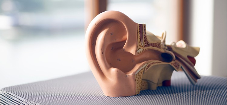 Das menschliche Gehör: So funktioniert Ihr Ohr | audibene